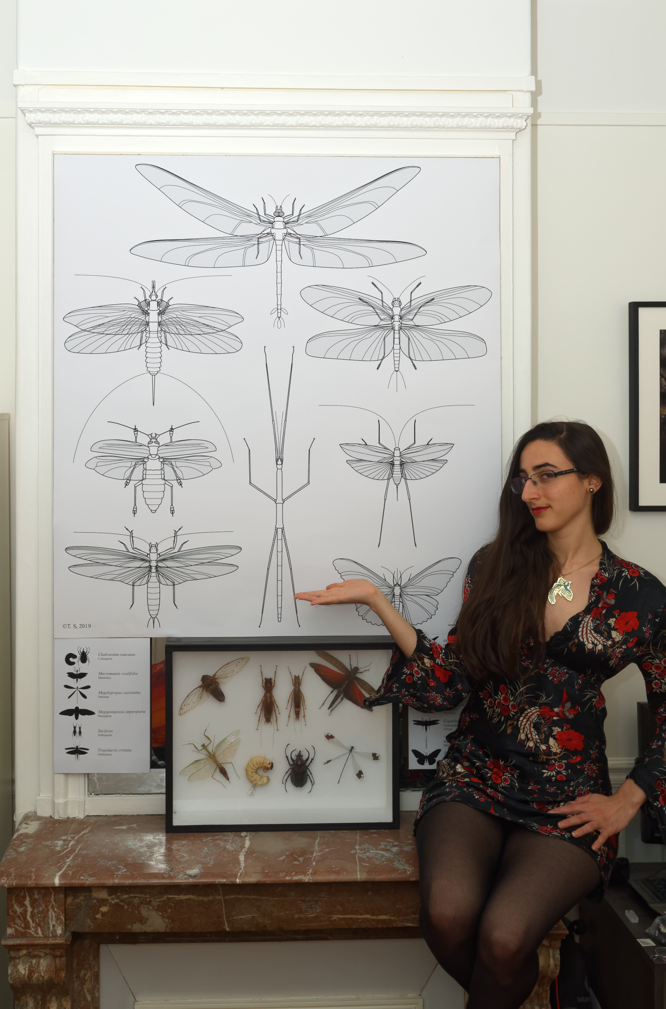 Today’s giants? (Life and death of giant Insects, part 2/2) - Djigr